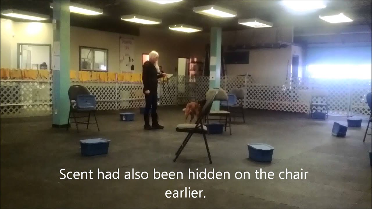 First scent detection class - YouTube