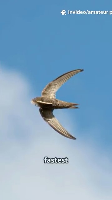 Swift bird #facts #viral #shorts - YouTube