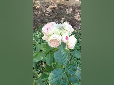 роза Пашмина - YouTube