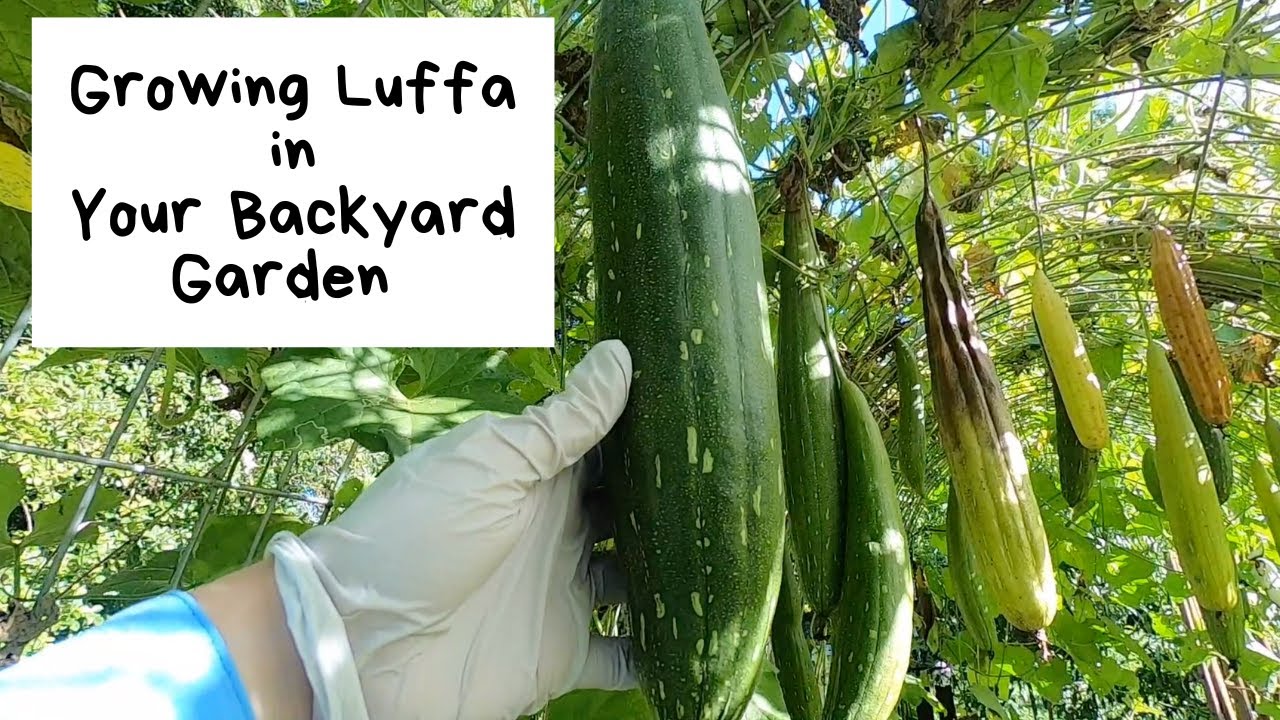 Growing Luffa in Your Backyard Garden - YouTube