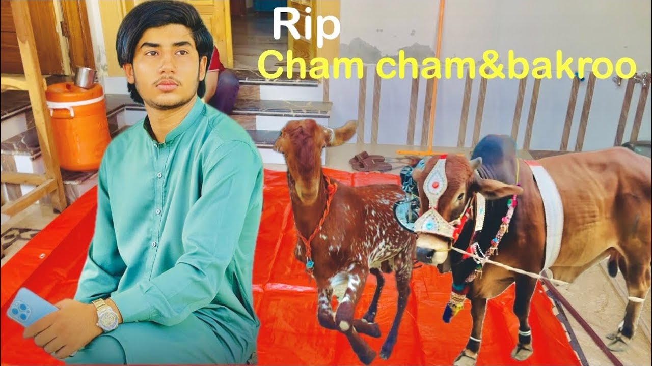 Cham cham or bakroo hma chor kr chla gay🥺 ️‍🩹|#bakramandivlog #qurbani2k24 - YouTube