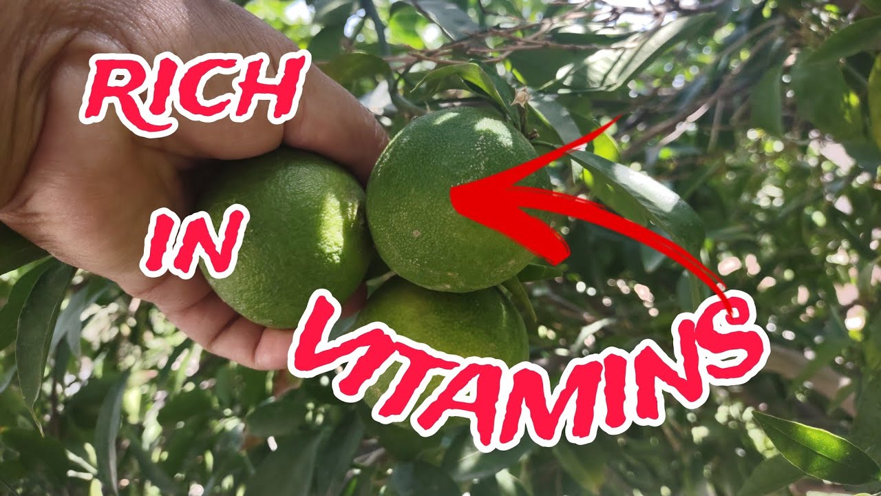 DALANDAN FRUITS DAMING BENEFITS PARA SA HEALTH NATIN - YouTube