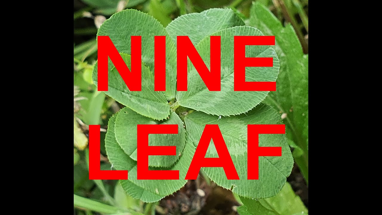 Nine leaf clover(Clover Collection 200627 L9a) - YouTube