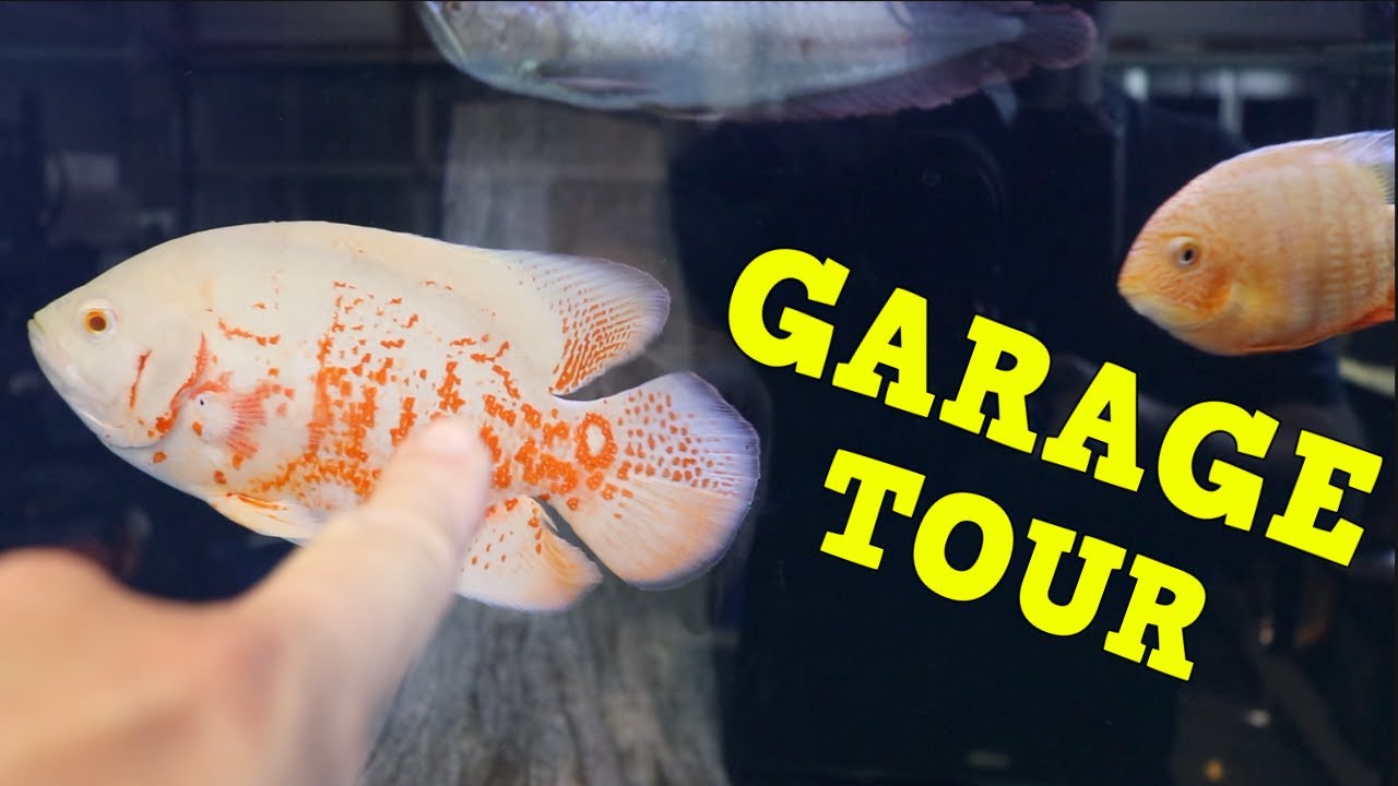 MEMBERS ONLY, GARAGE FISH ROOM WALK THROUGH - YouTube