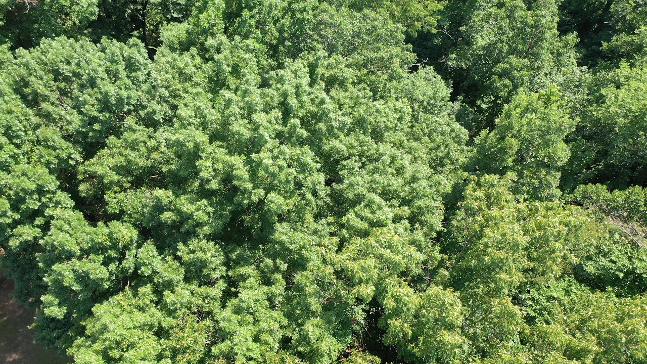 Ray Harral Nature Park in Broken Arrow Oklahoma - YouTube