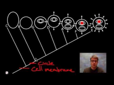 Cladograms Bozeman Science - YouTube