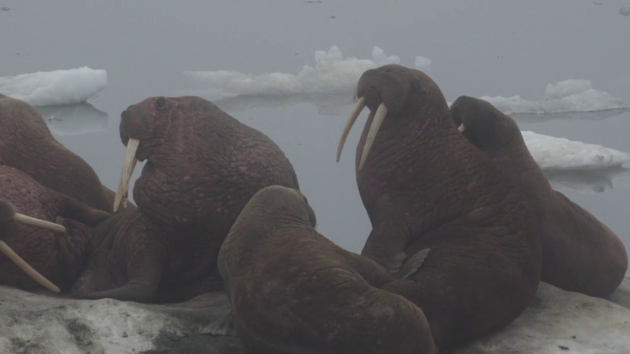 Walrus in The Bering Sea - YouTube