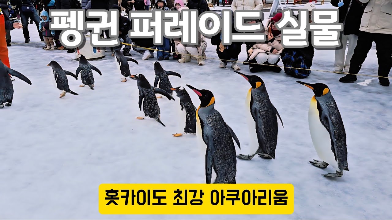 귀여움 한도 초과! 🐧 펭귄 퍼레이드 & 🐬 돌고래 쇼｜홋카이도 노보리베츠 마린파크 닉스 - YouTube