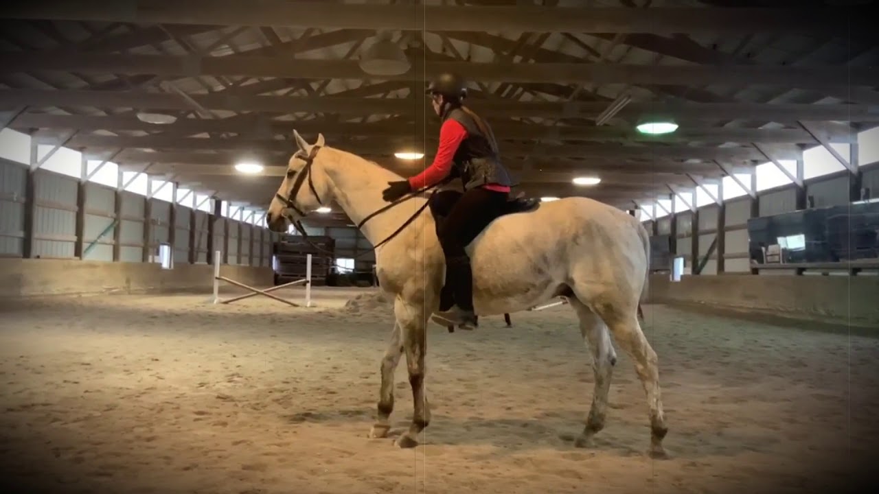 Neck Rope/Bridleless Riding Training Progress - YouTube