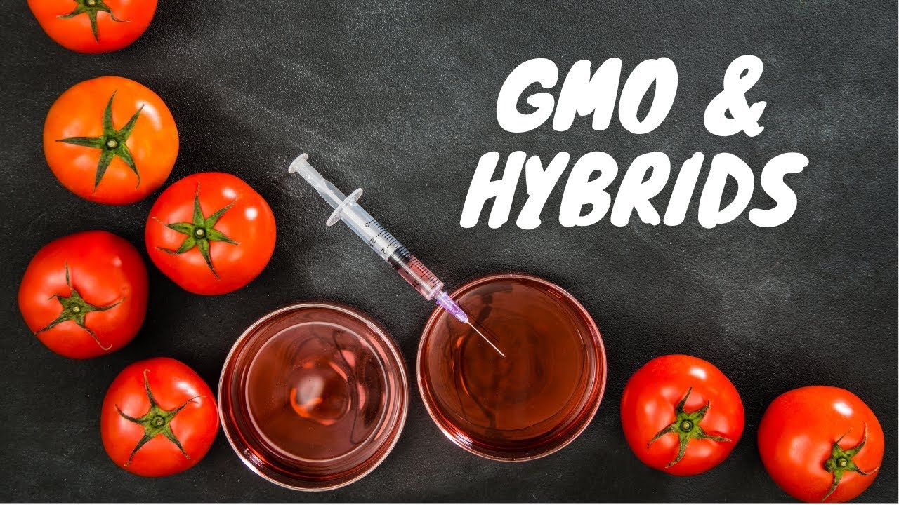 GMOs & Hybrids: How They Differ and Why It Matters - YouTube