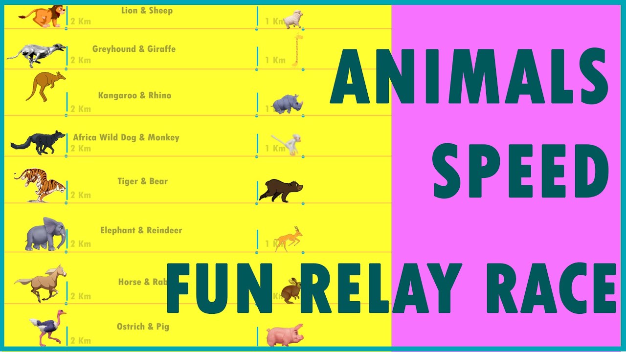 Animals Speed Relay Race Fastest Slowest Racer 3 Km Race YouTube Animals Speed Relay Race Fastest Slowest Racer 3 Km Race YouTube