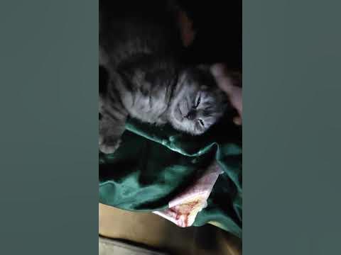 устала Я кровать моя😼 - YouTube