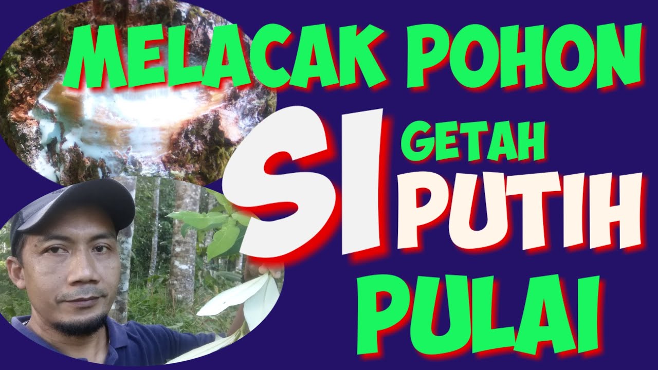 Mengenal Jenis dan Melacak Pohon si Getah Putih Pulai - YouTube