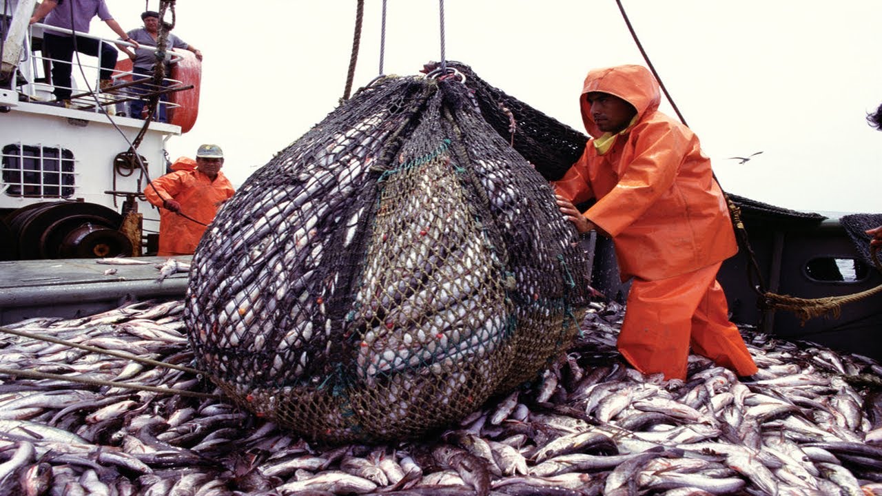 Awesome Fishermen Big Catch of Fish on the Boat - Amazing Fisherman ...