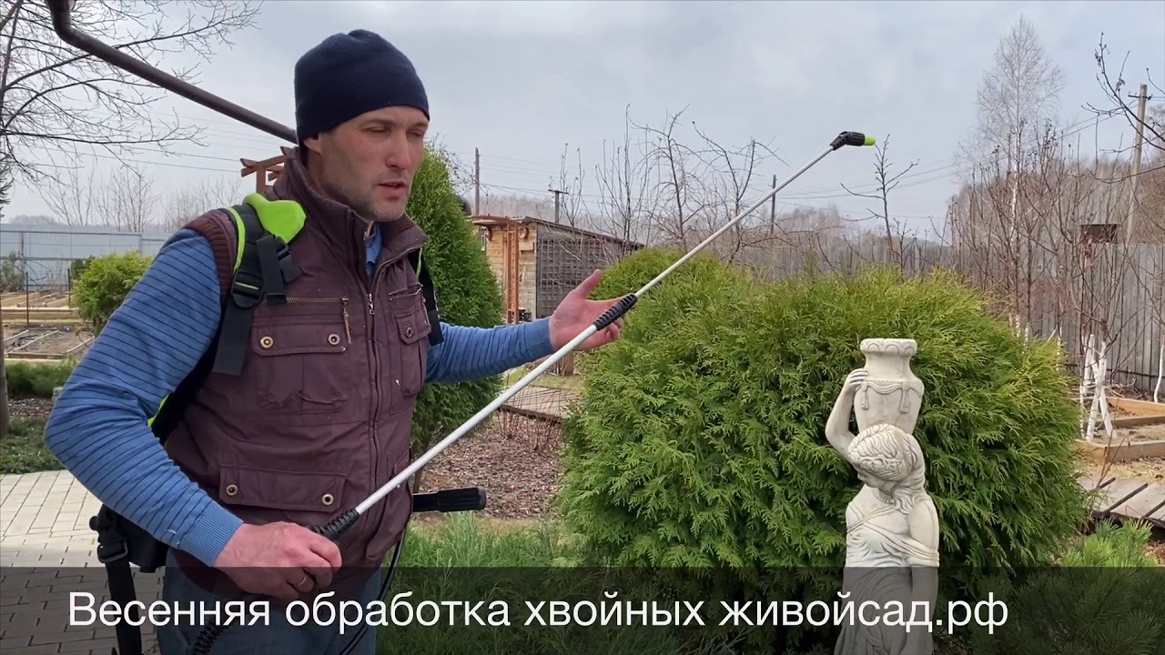 Весенняя обработка хвойных и восстановление хвои - YouTube