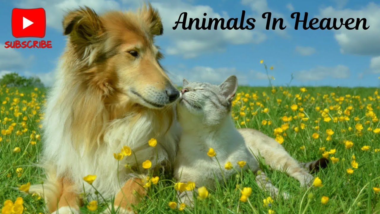 Biblical Proof That Animals Have A Place In Heaven! - YouTube
