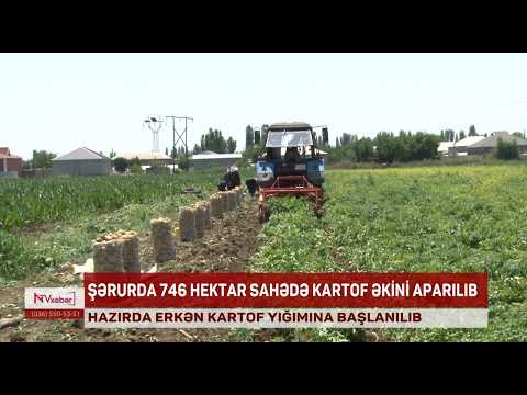 Şərurda erkən kartof yığımına başlanılıb
