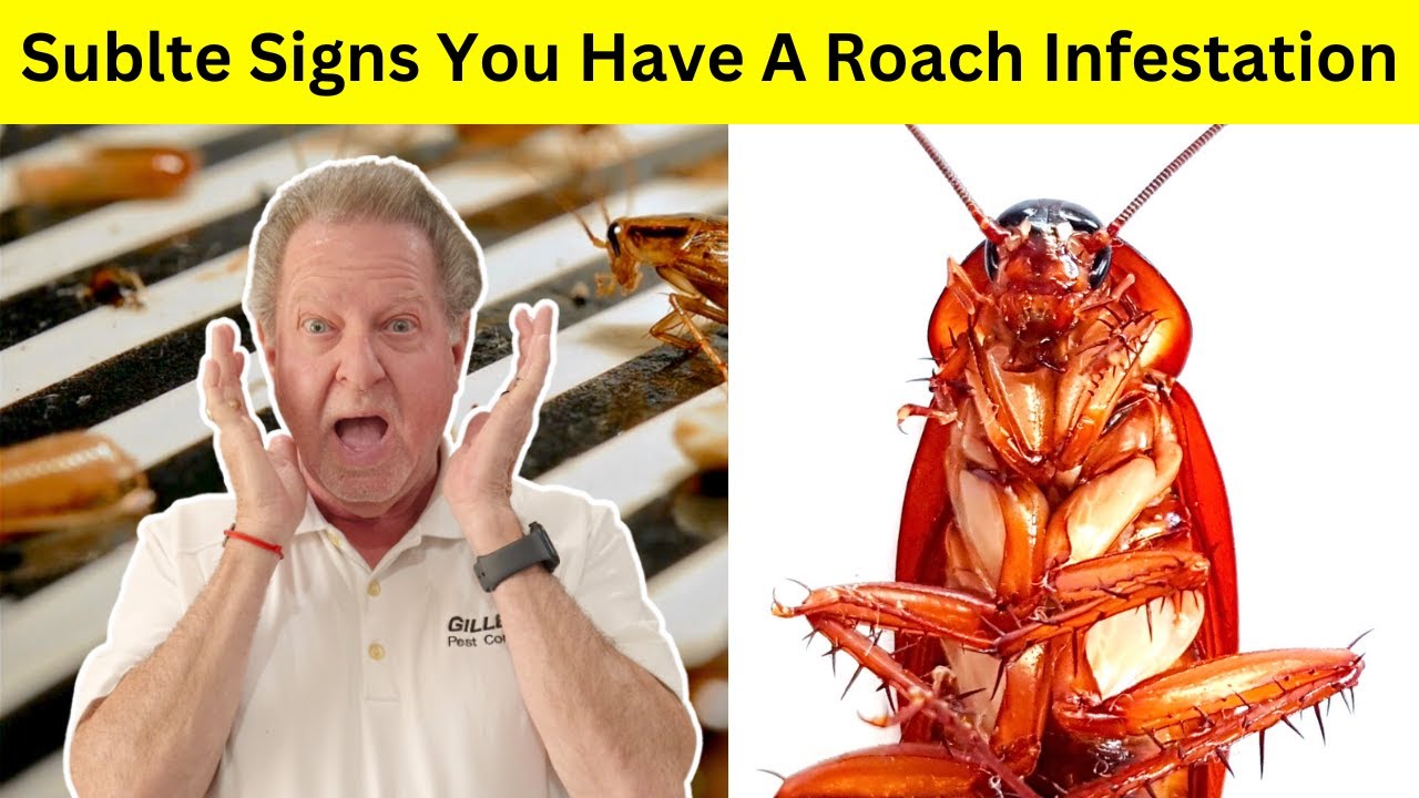 Pest Control Expert Explains What to Look for When Fighting Roaches ...