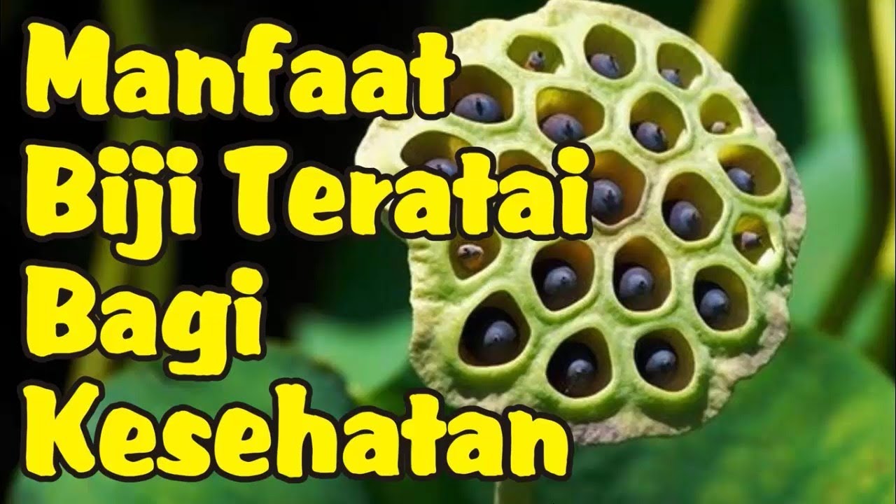 Manfaat Biji Teratai bagi Kesehatan - YouTube