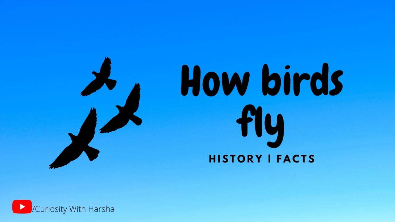 How Birds Fly ? | History of bird flight | Facts and anatomy of birds ...