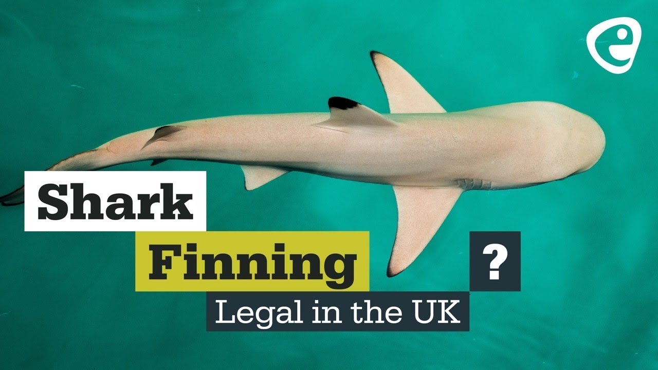 Shark Finning Legal in the UK? - YouTube