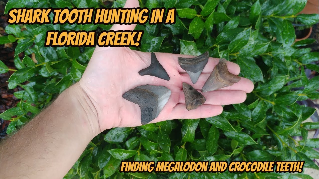 Florida Fossil Hunting | Finding Megalodon, Crocodile, and seeing Giant ...