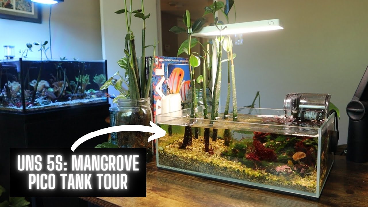 Mangrove Reef System