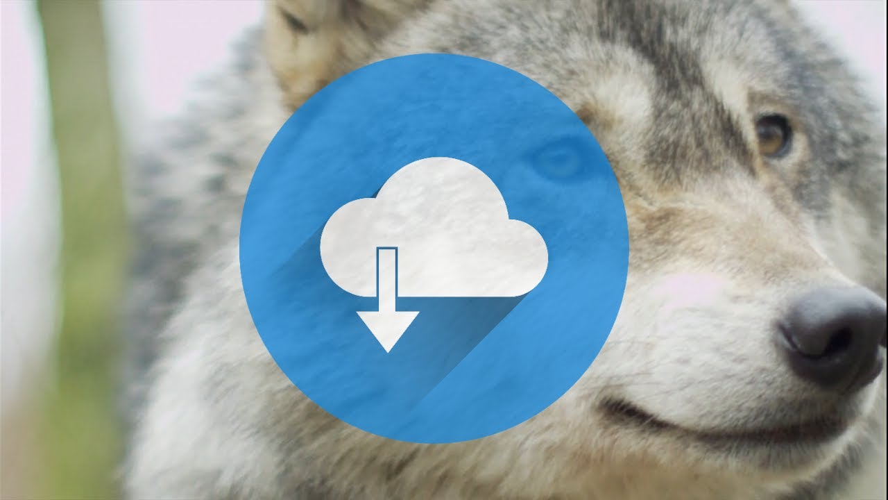 Download wolf video | Wolf video in slow motion | Get free wolf video ...