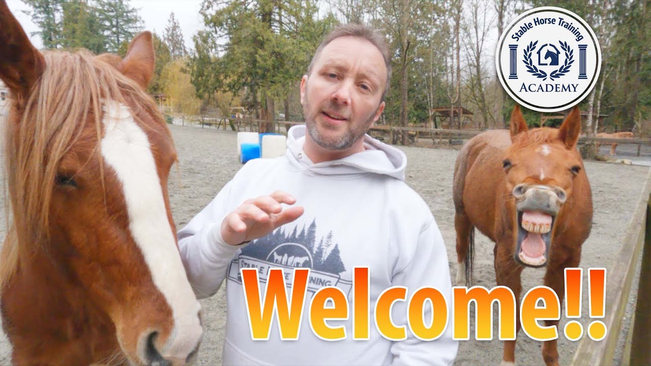Welcome To Stable Horse Training Academy! #1 - YouTube