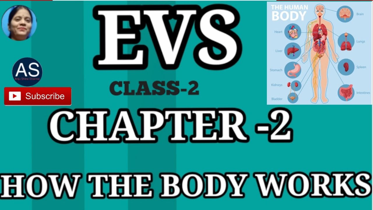 Class-2 EVS How the body works | EVS | Internal Organs | External ...