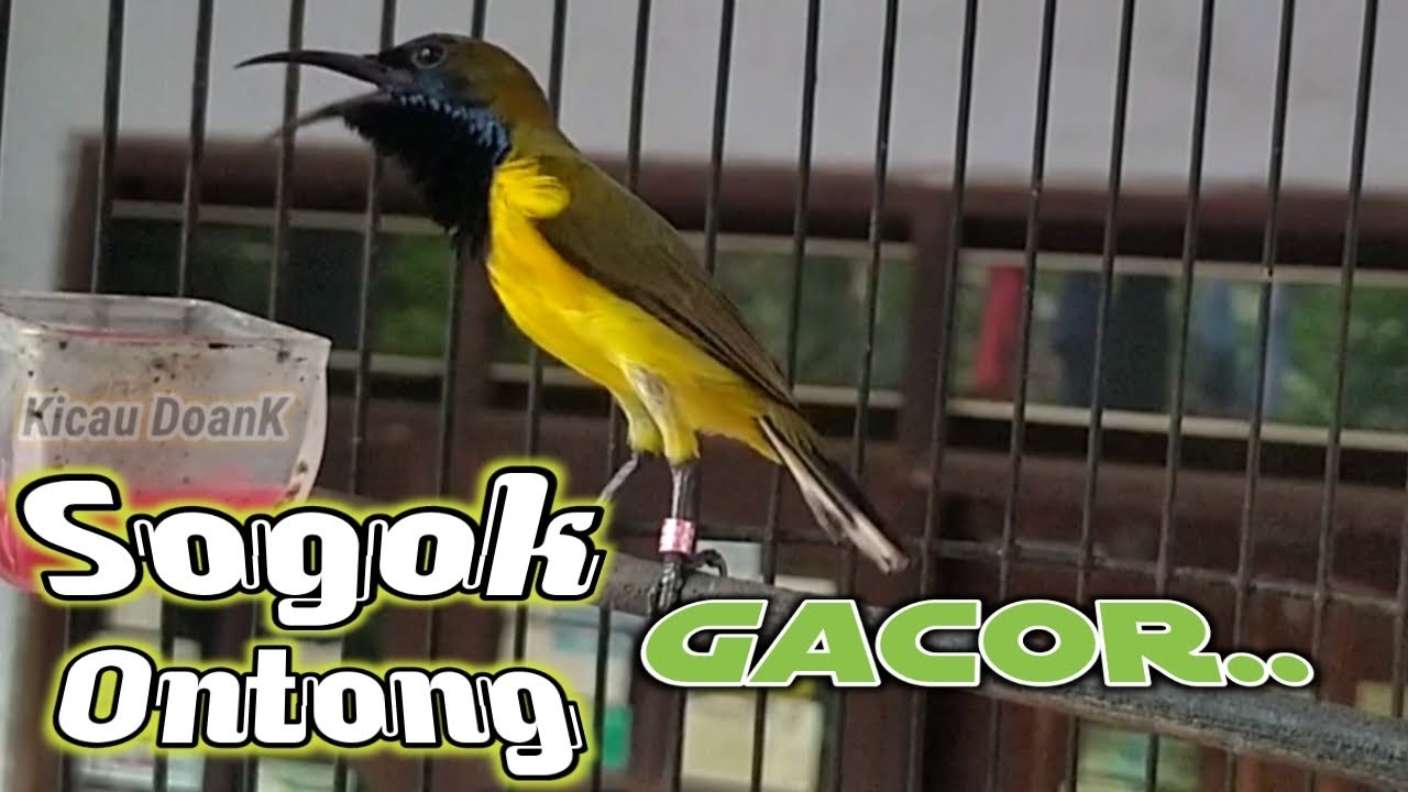 AMPUH‼️ Sogok Ontong Gacor Untuk Pancingan - YouTube