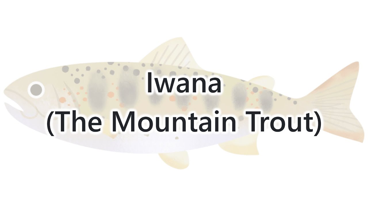 Iwana - The Mountain Trout 【Learn Japanese from the Traditional ...