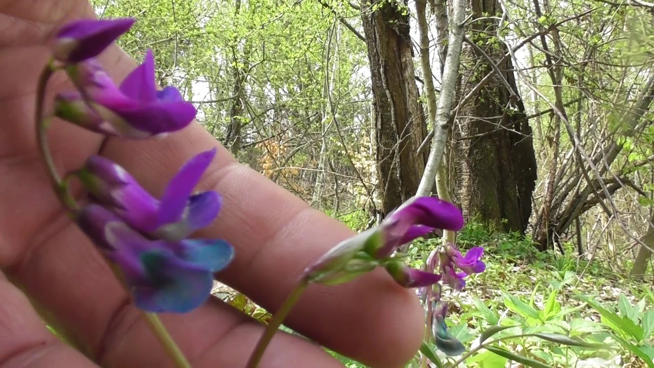 Lathyrus vernus spring vetchling, spring pea, or spring vetch - YouTube