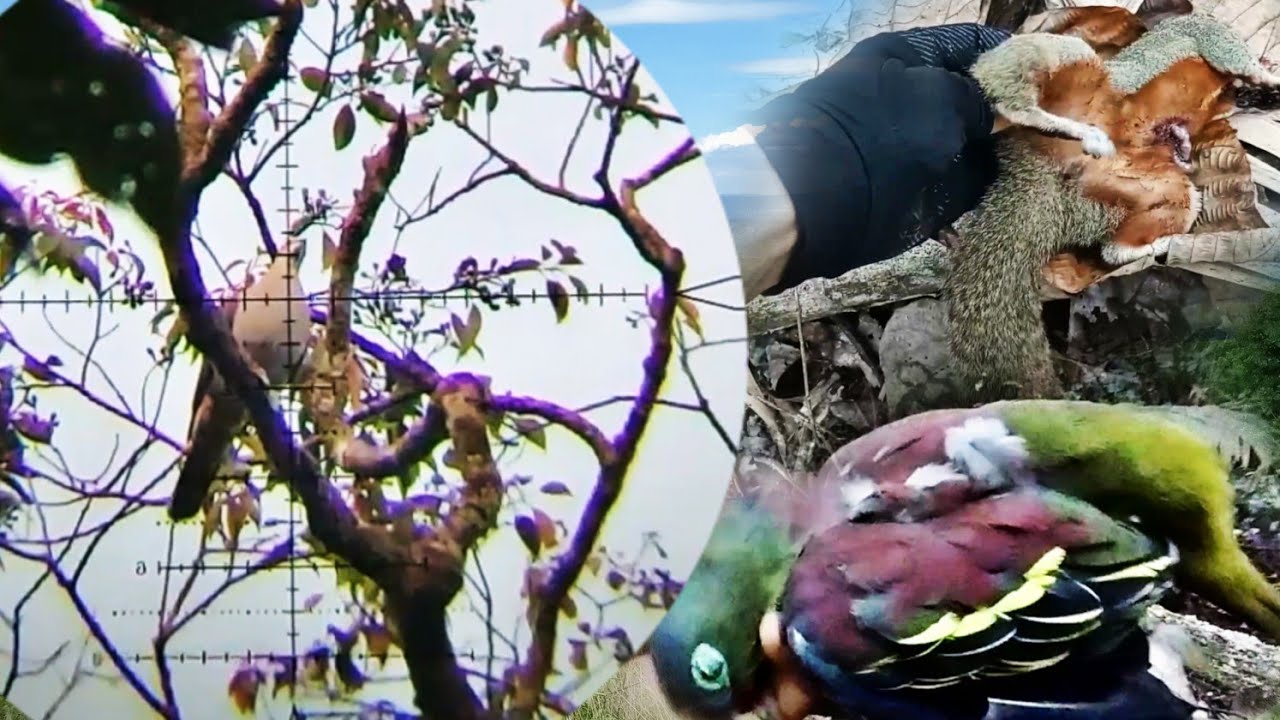 Tập 8.Tổng Hợp Những Pha Săn Bắn Chim Đẹp Và Sóc Bông. - YouTube