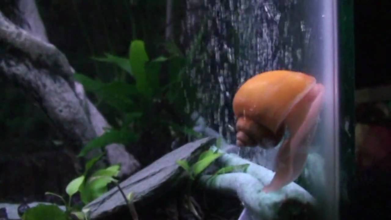 Tang, the Amazing Flying Snail - YouTube