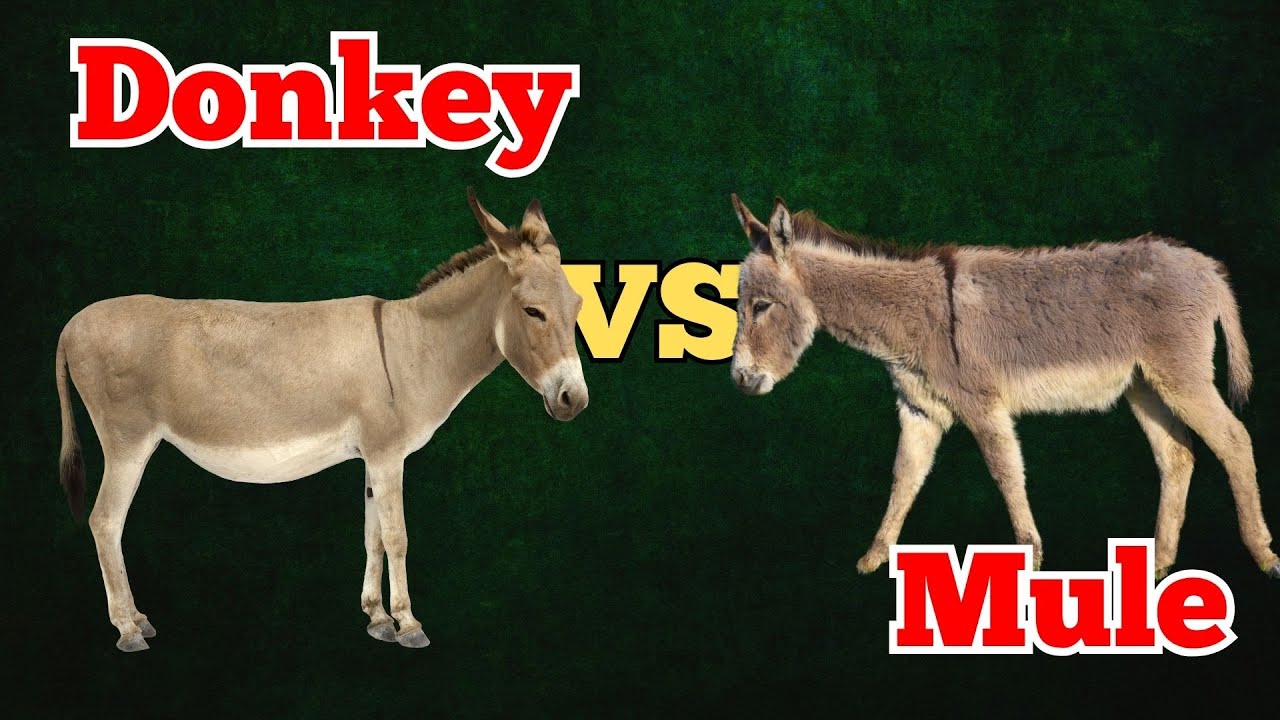 Donkeys vs Mules: What’s the Difference? - YouTube