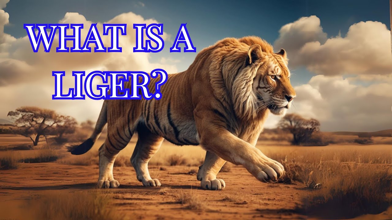 The Marvelous World Of Ligers | Nature's Hybrid Marvel - YouTube