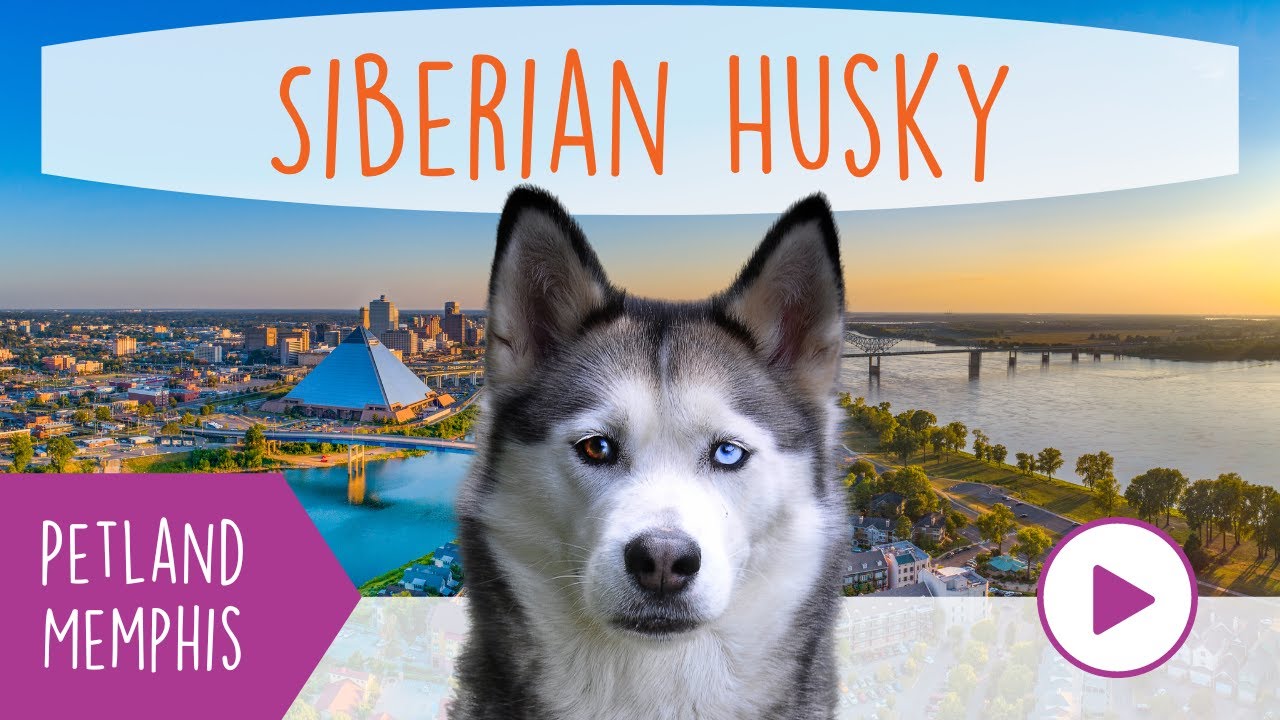 Siberian Husky Fun Facts - YouTube