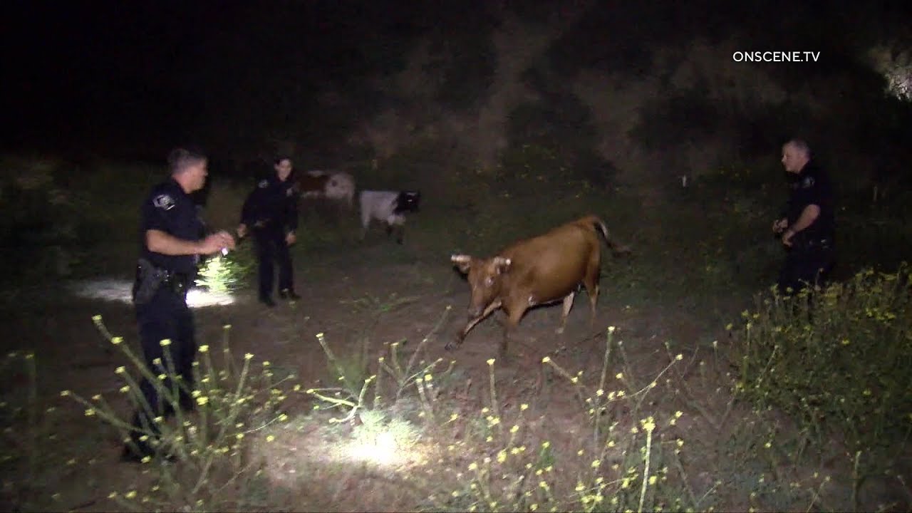 Officers Wrangle Loose Cows | Simi Valley - YouTube