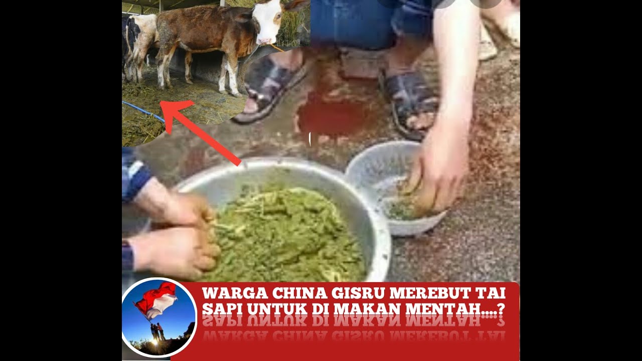 Di jamin pasti mual warga china memakan tai sapi - YouTube