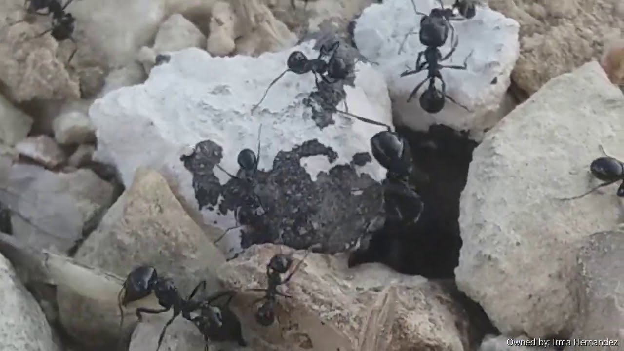 Hard working Ants - YouTube