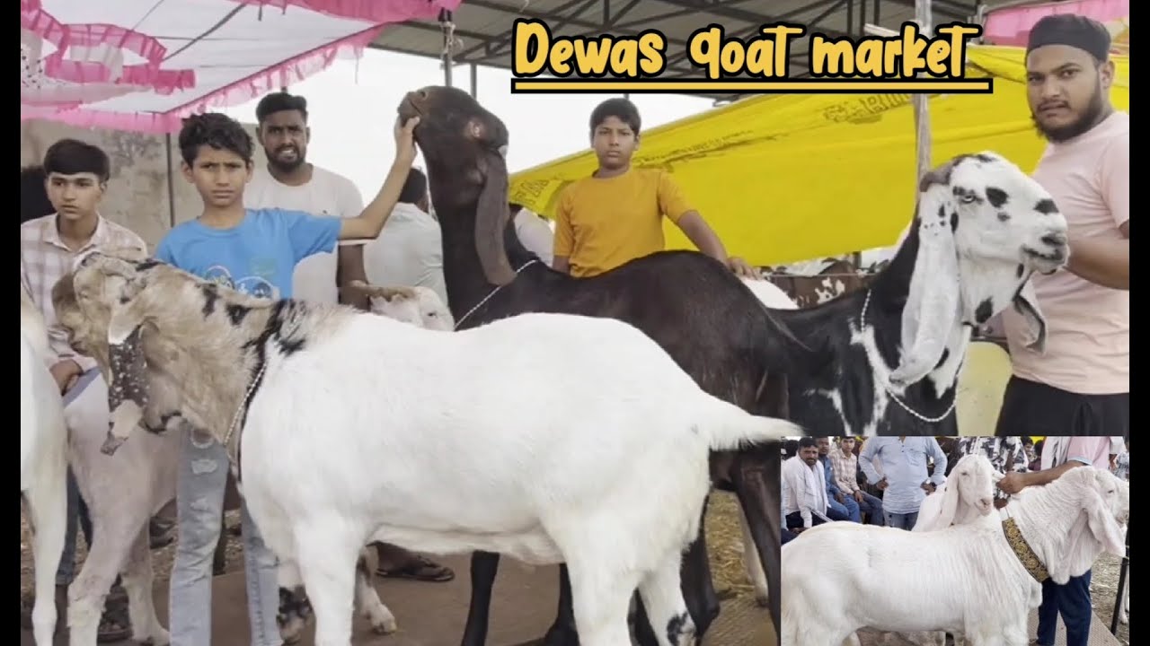 Dewas Bakra Mandi malwa goat market dewas live updet cover with price ...