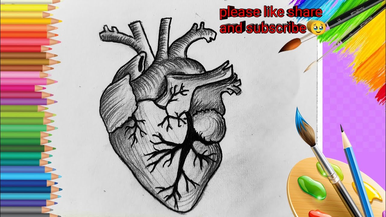 Beautiful Heart drawing || How to Draw a Human Heart Step by Step - YouTube