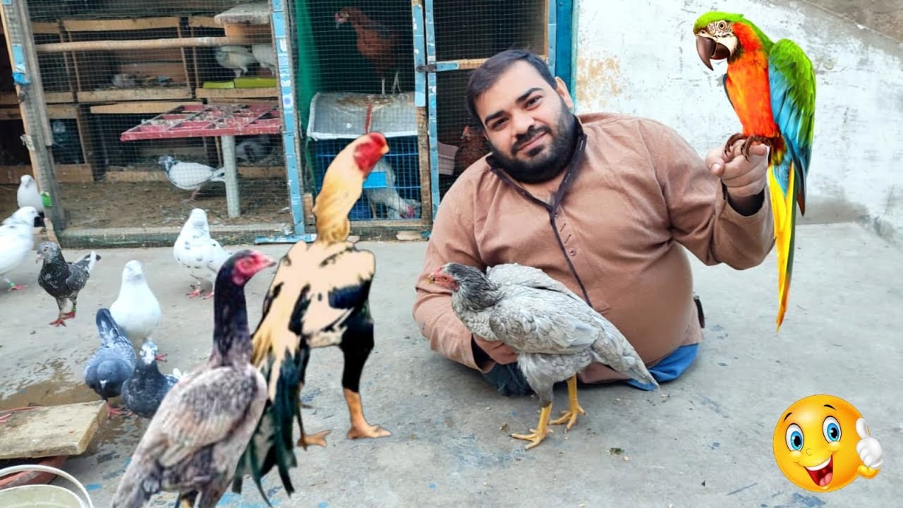 Pure Aseel Murgi Aa gi || pigeon cage || Birds setup || Aseel Murga || Hashim Ali Vlogs - YouTube