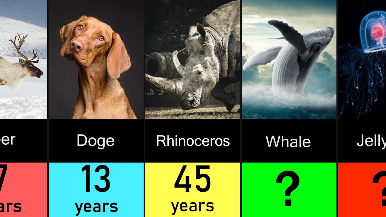 Comparison: Animal Lifespan / How Long Do Animals Live - YouTube