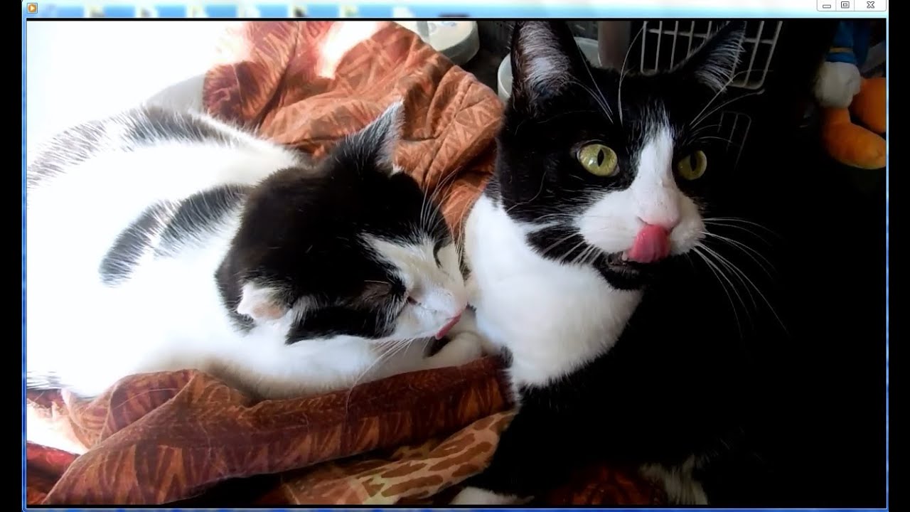 Colin And Coco Licking Each Other May 12th 2014 Youtube