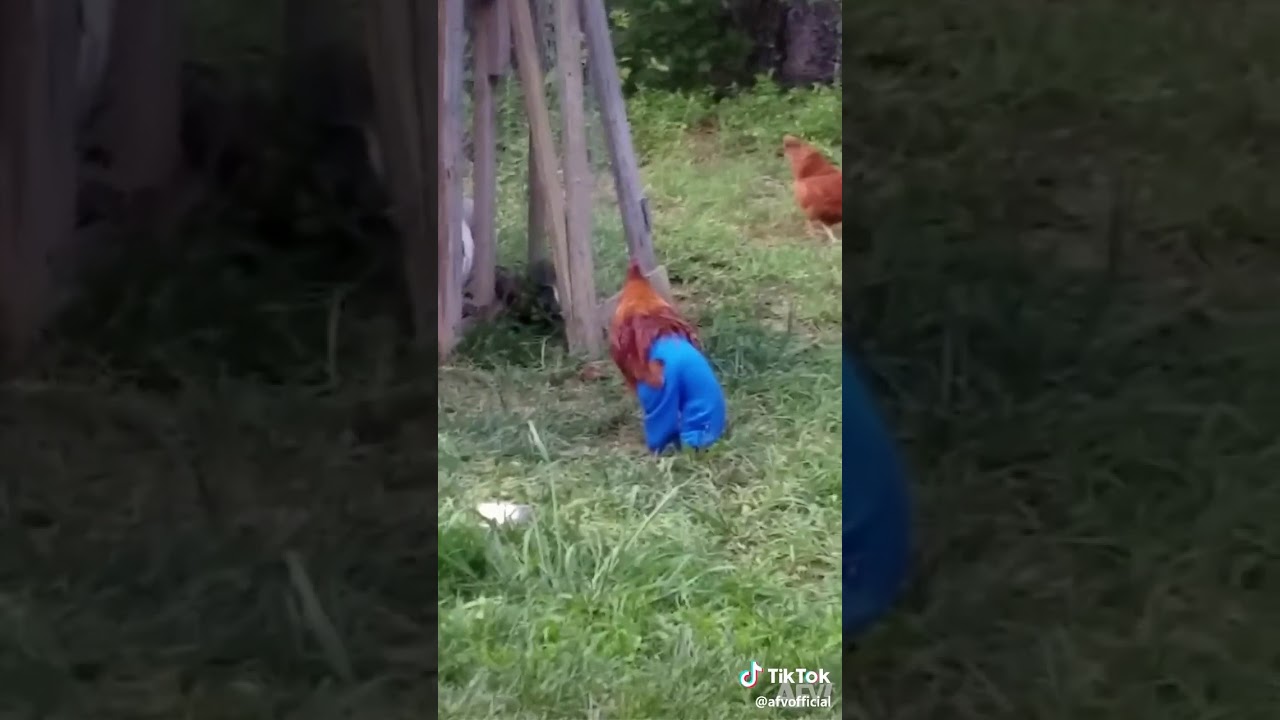 Tik tok chicken - YouTube