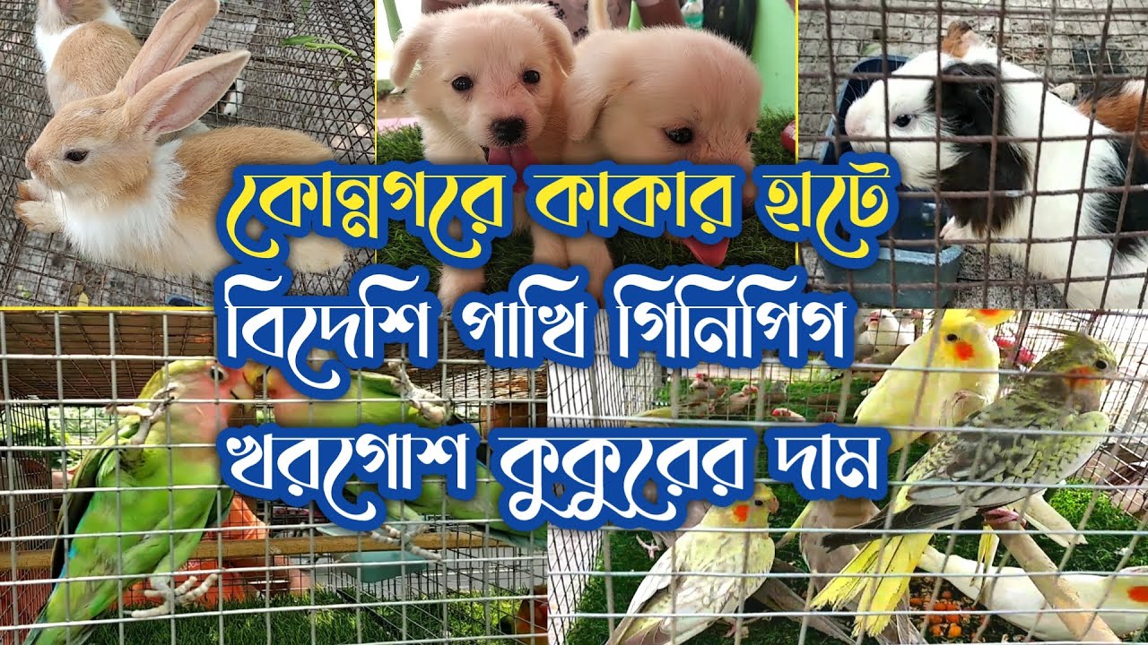 Konnagar Kakar Hatt Exotic Birds Khorgosh Ginipig Hamsters Dog Price ...