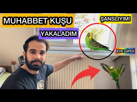 MUHABBET KUŞU YAKALADIK - Eve Girdi!