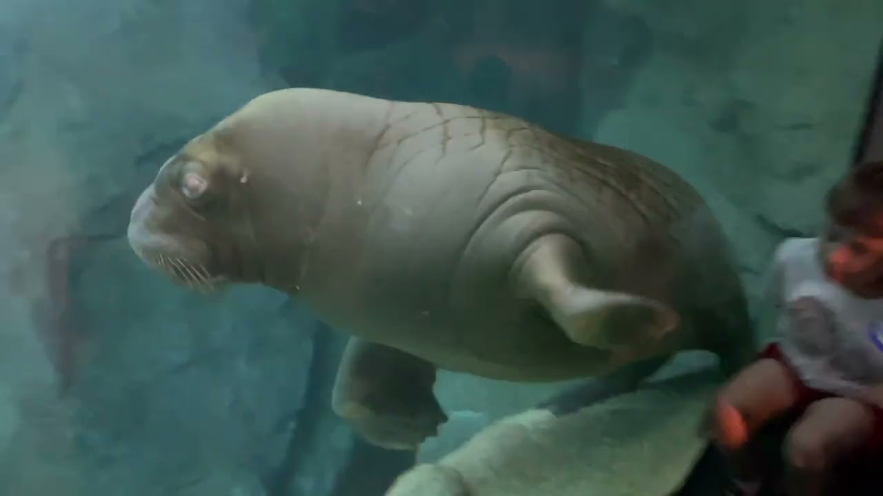 SeaWorld Orlando | Kora The Baby Walrus Play Session 4K (7-25-21) - YouTube